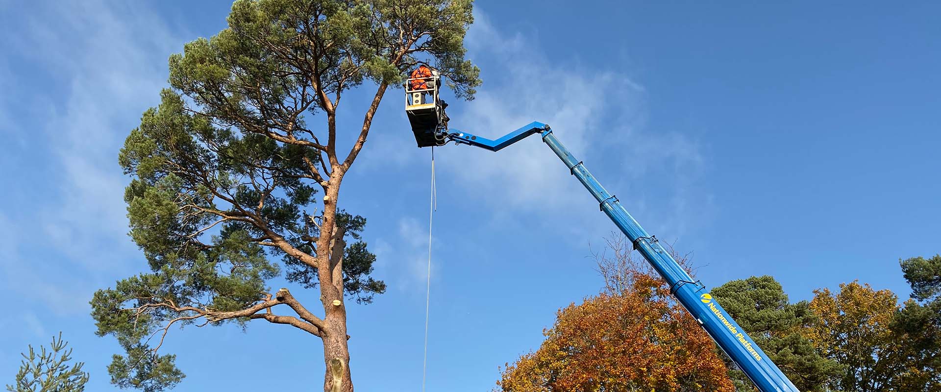 Tree Surgeon Testimonials - All For Trees